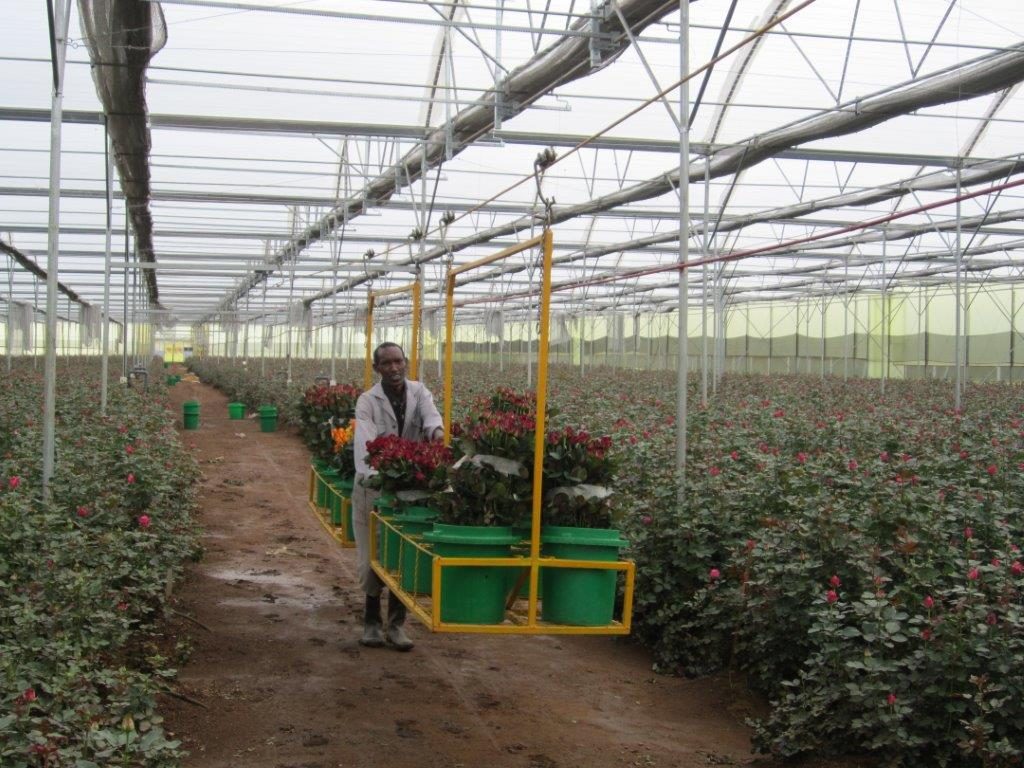 By Greenspan Agritech, Kenya – Greenfarming Solutions